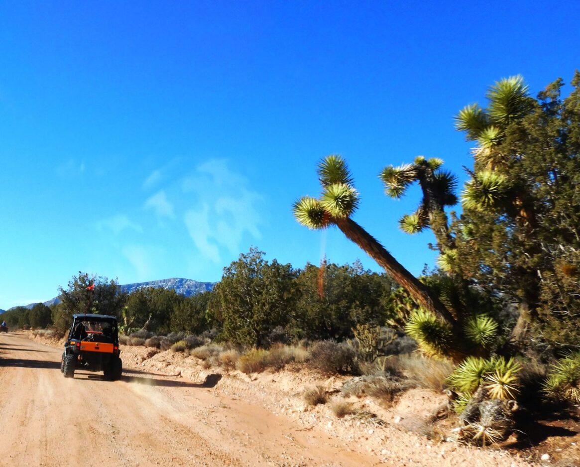 ATV Adventures: Cactus and alligator stories on a ride in the Mojave ...